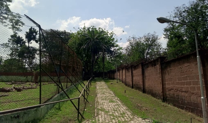 FACT CHECK: Lion Remains Secure in Enclosure, UI Zoo Director Confirms ...